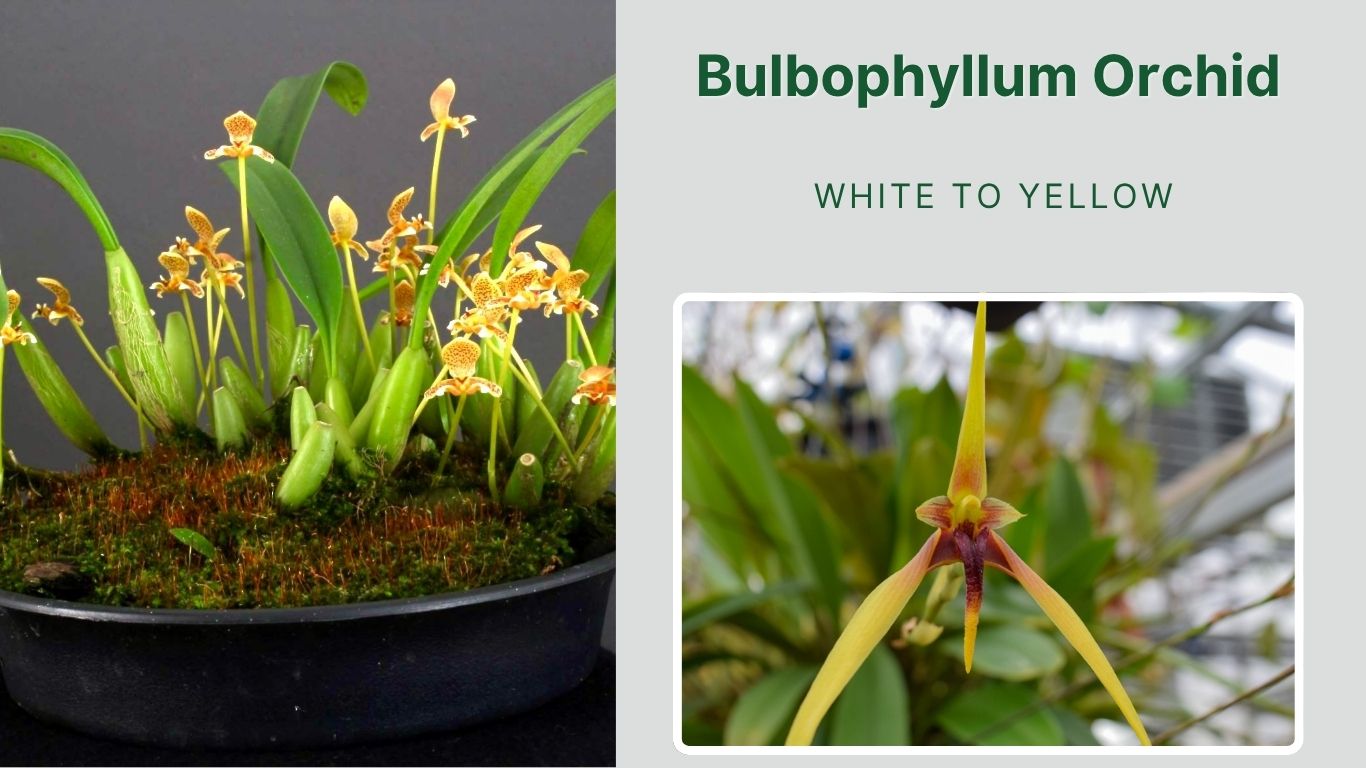 25 Types of Orchid Flowers: Identification with Pictures