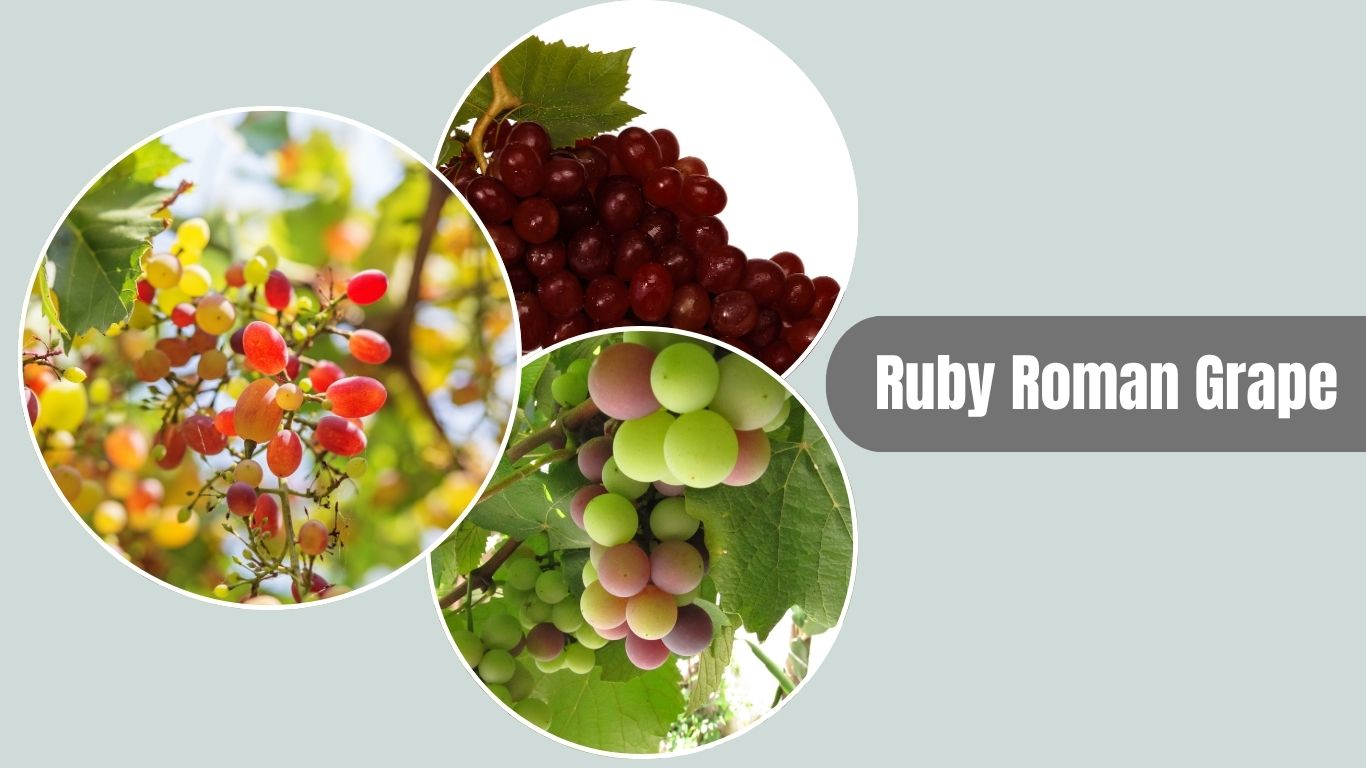 25 Popular Types of Grapes: Names, Identification, and Benefits