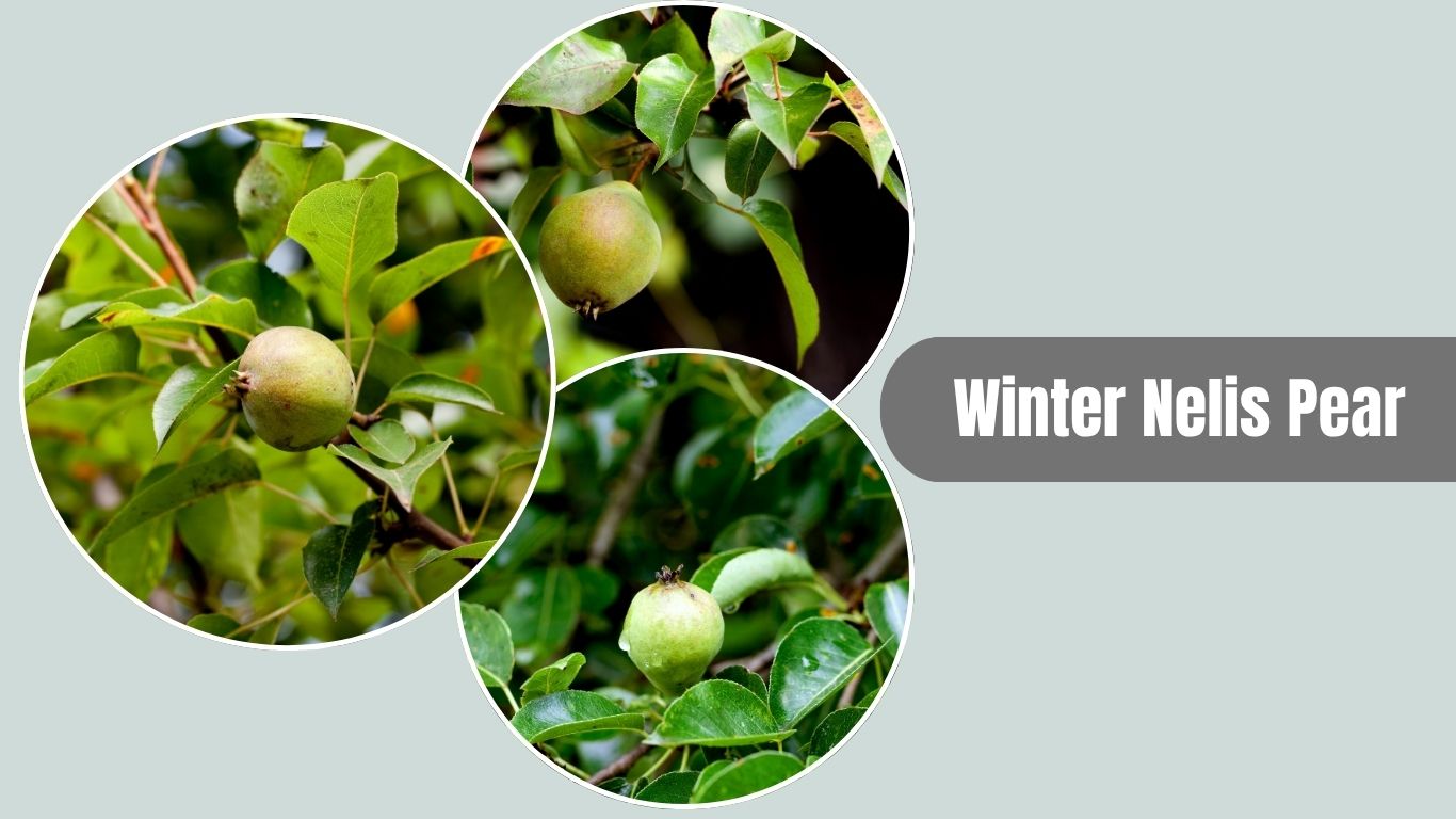 31 Popular Types of Pears: Names, Identification with Pictures