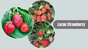 25 Types of Strawberries: Names, Identification, & Growth