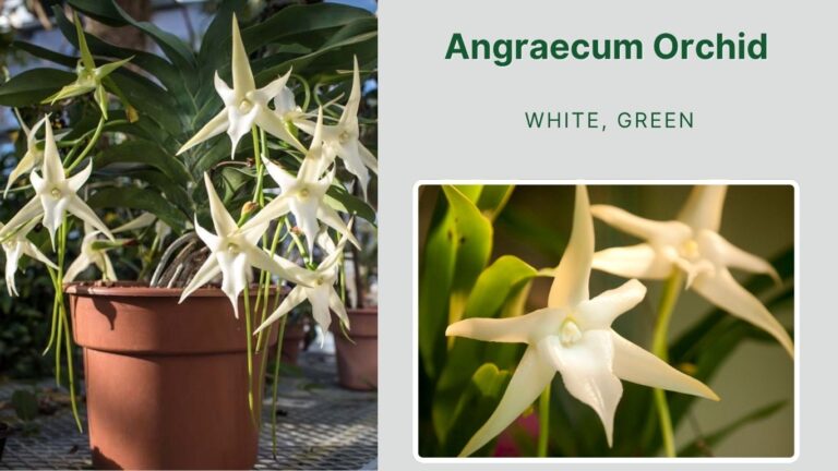 25 Types of Orchid Flowers: Identification with Pictures