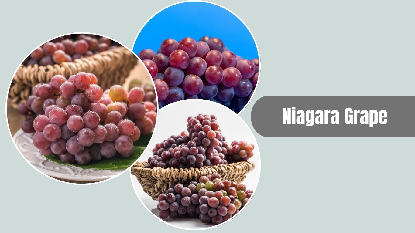 25 Popular Types of Grapes: Names, Identification, and Benefits