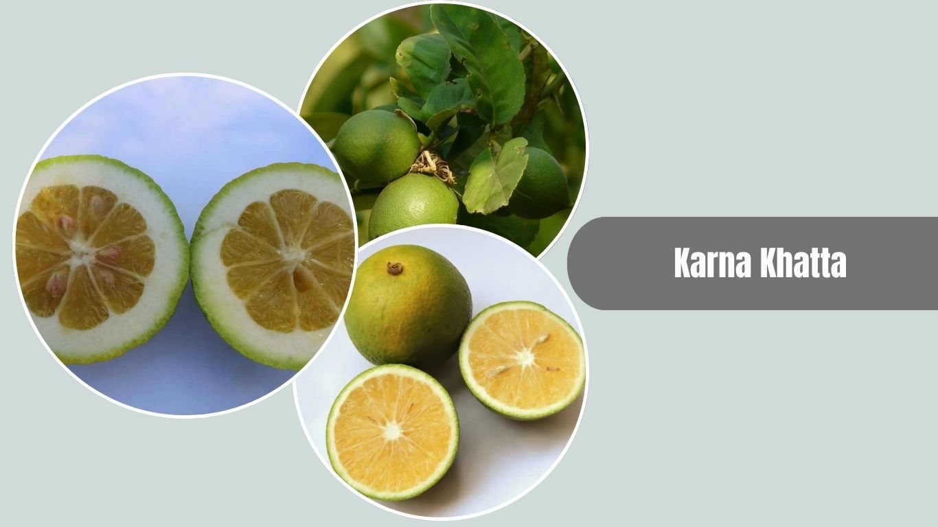 25 Types of Lemons: Names, Identification, and Growing