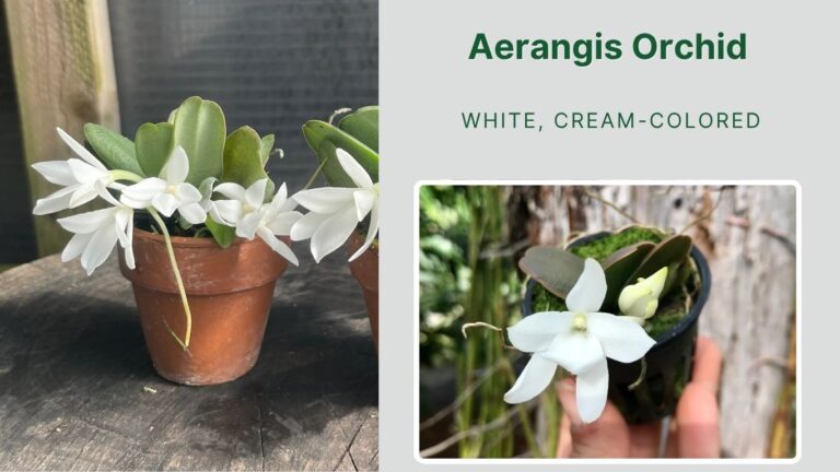 25 Types of Orchid Flowers: Identification with Pictures