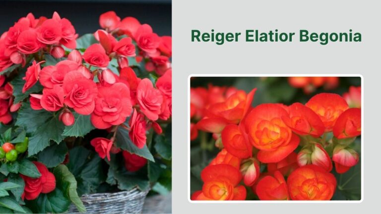 25 Types of Begonia Flowers: Identification with Name and Pictures