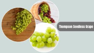 25 Popular Types of Grapes: Names, Identification, and Benefits