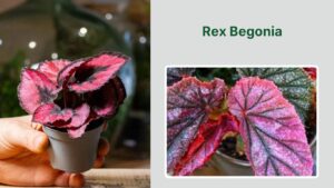25 Types of Begonia Flowers: Identification with Name and Pictures