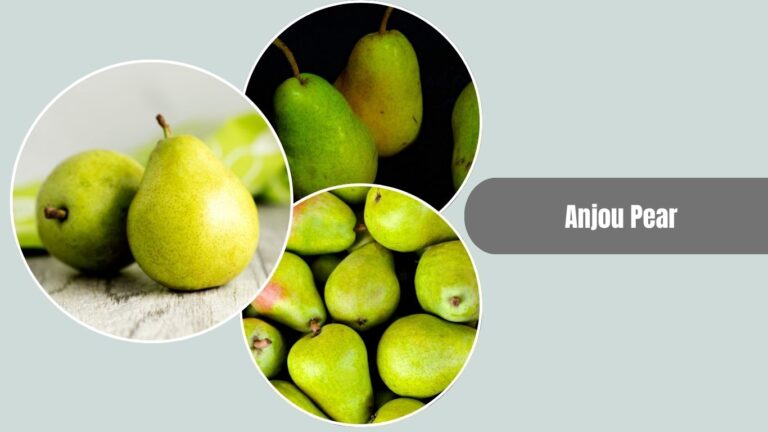 31 Popular Types of Pears: Names, Identification with Pictures