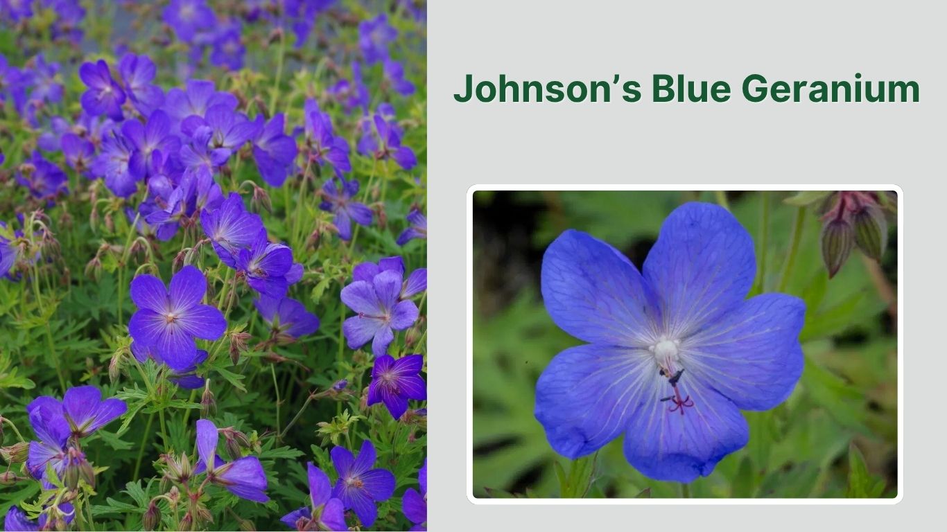 25 Types of Geranium Flowers: Identification with Pictures