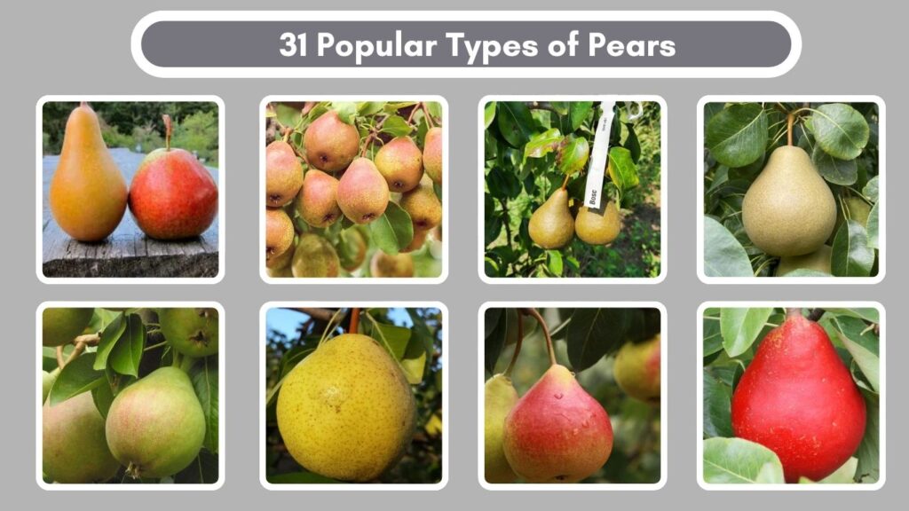 31 Popular Types of Pears: Names, Identification with Pictures