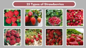25 Types of Strawberries: Names, Identification, & Growth