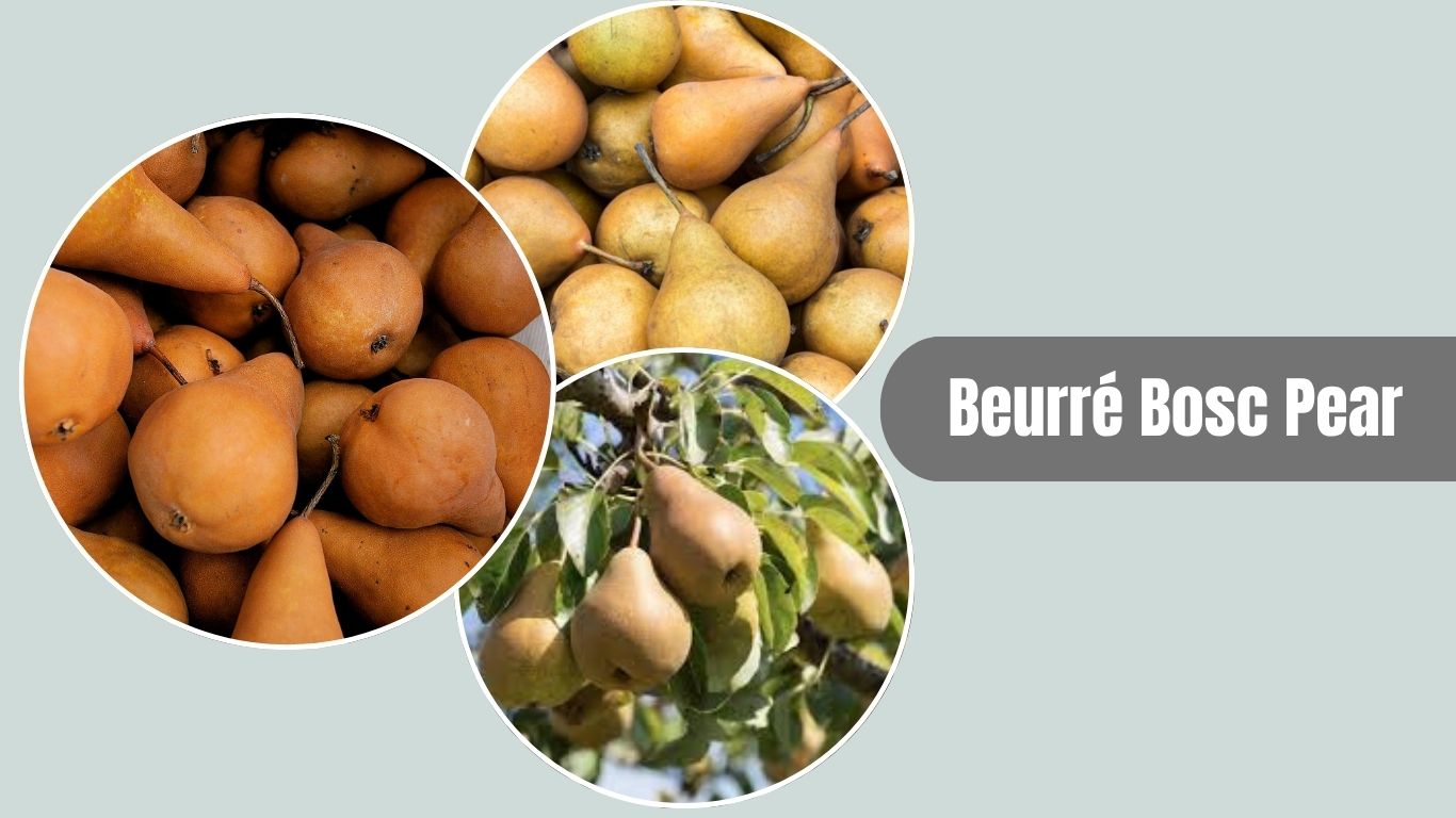 31 Popular Types of Pears: Names, Identification with Pictures