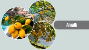25 Types of Lemons: Names, Identification, and Growing