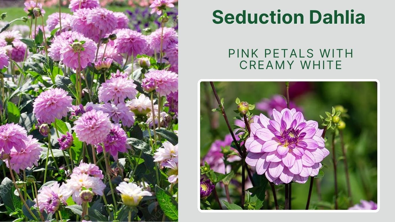 25 Types of Dahlia Flowers: Identification with Pictures