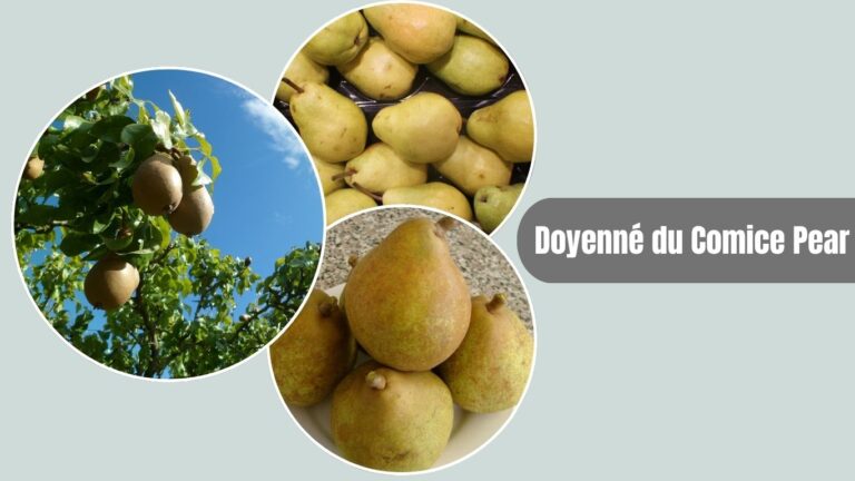 31 Popular Types of Pears: Names, Identification with Pictures