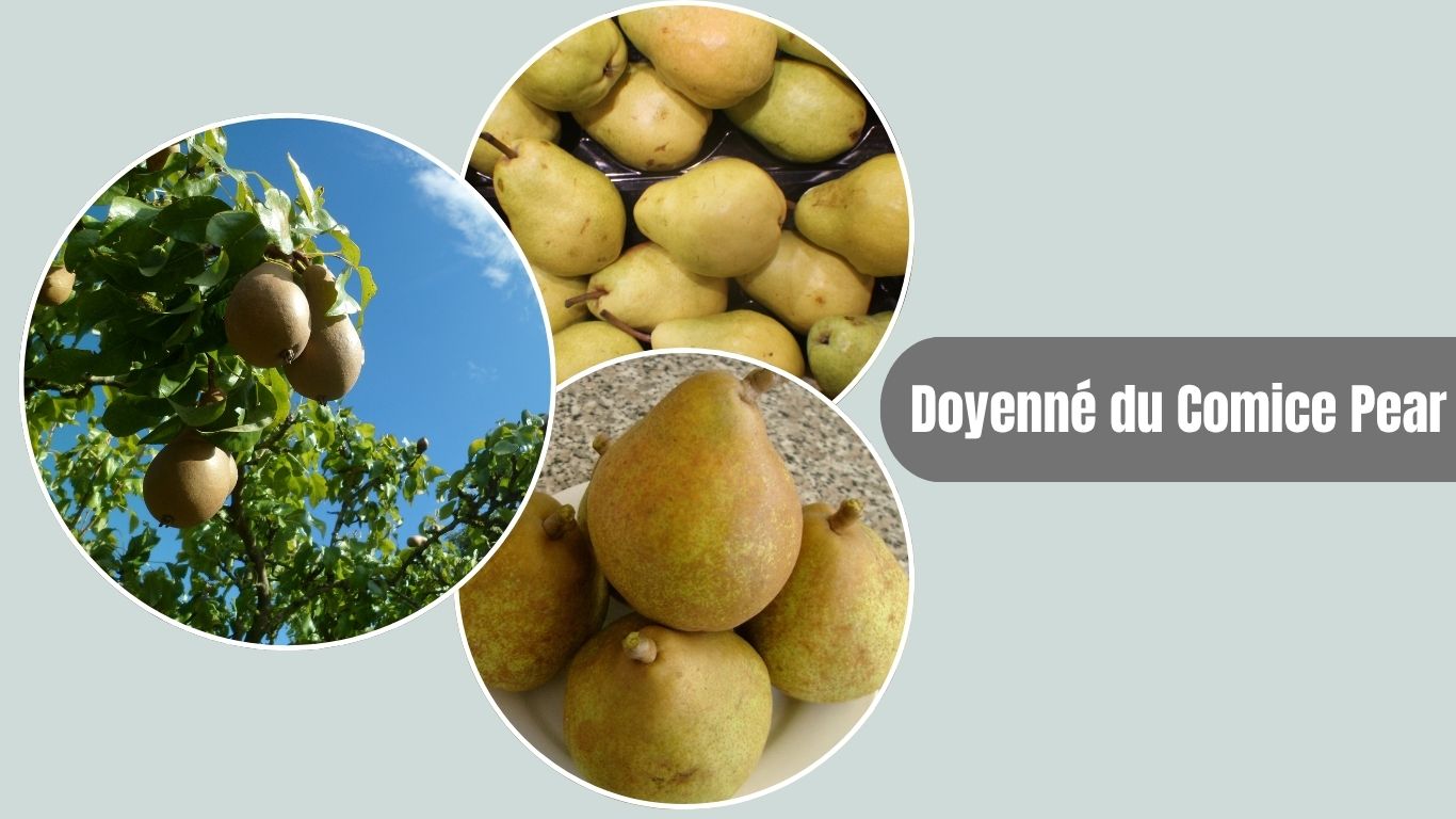 31 Popular Types of Pears: Names, Identification with Pictures