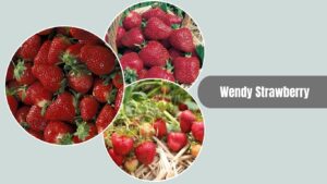 25 Types of Strawberries: Names, Identification, & Growth