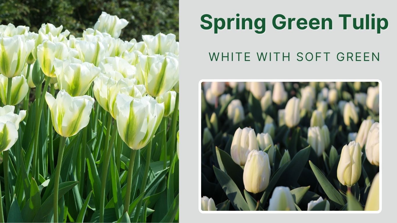 35 Types of Tulip Flowers: Identification With Pictures