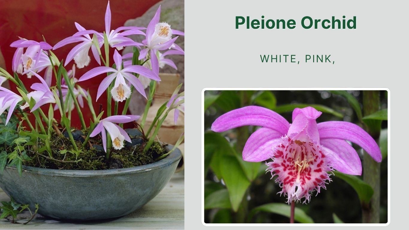25 Types of Orchid Flowers: Identification with Pictures