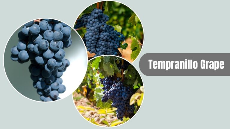 25 Popular Types of Grapes: Names, Identification, and Benefits