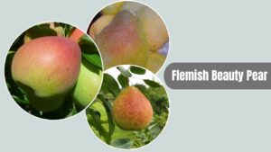 31 Popular Types of Pears: Names, Identification with Pictures