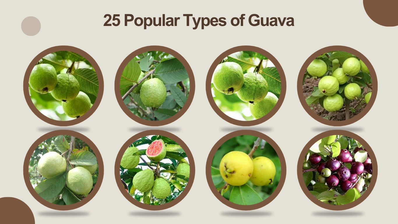 25 Popular Types of Guava: Names,Identification, and Key Features