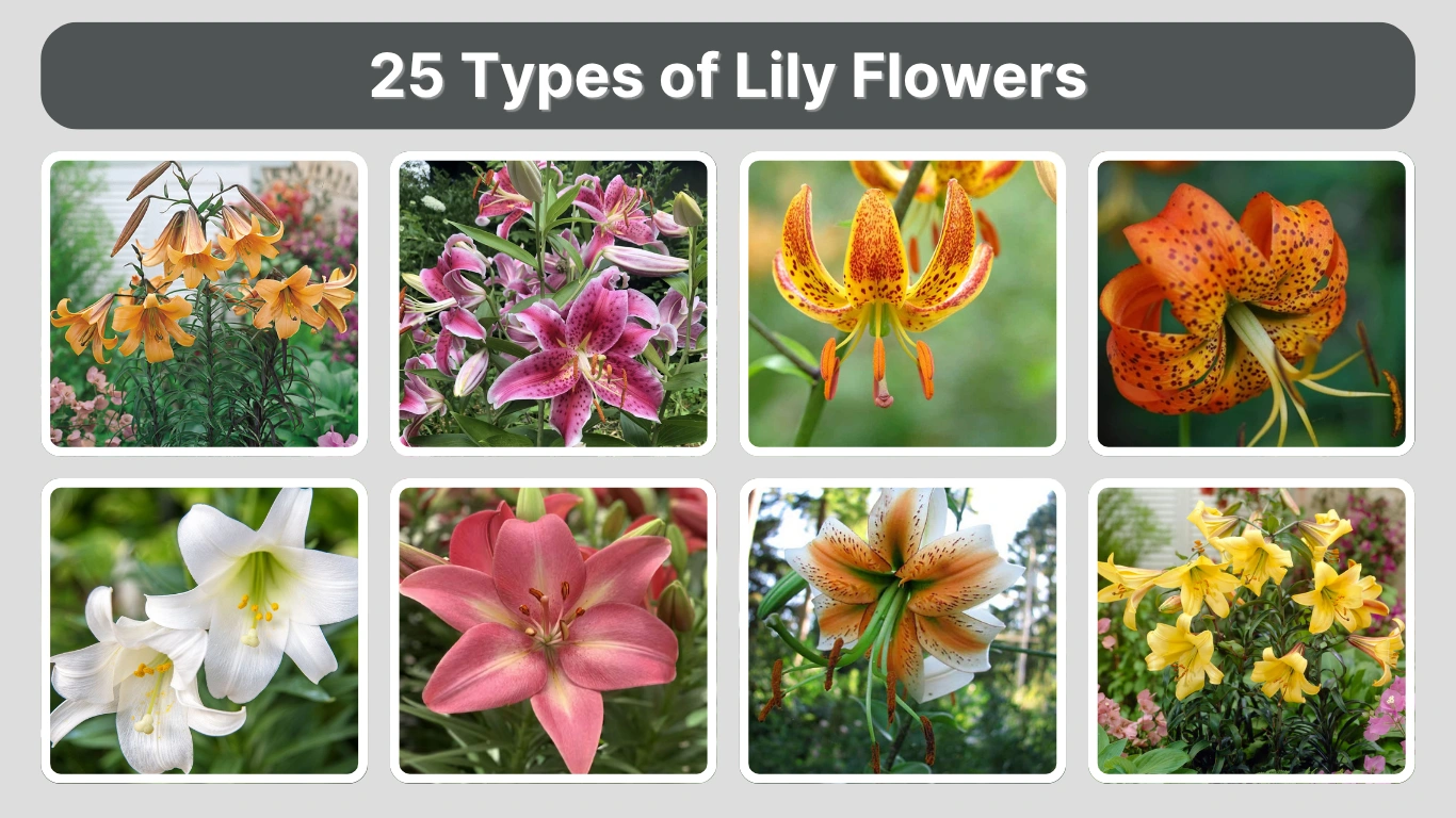 25 Types of Lily Flowers: Identification With Pictures