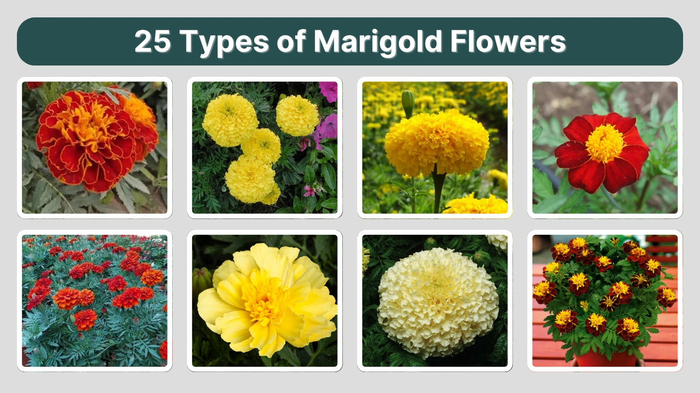 25 Types of Marigold Flowers: Identification with Pictures