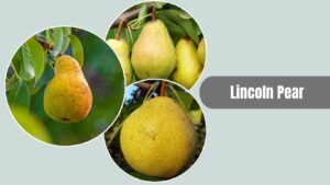 31 Popular Types of Pears: Names, Identification with Pictures