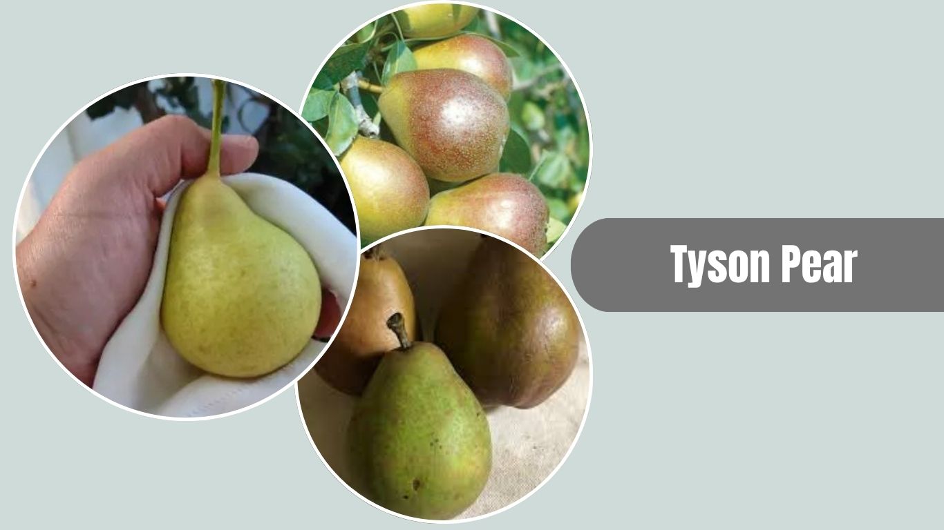 31 Popular Types of Pears: Names, Identification with Pictures