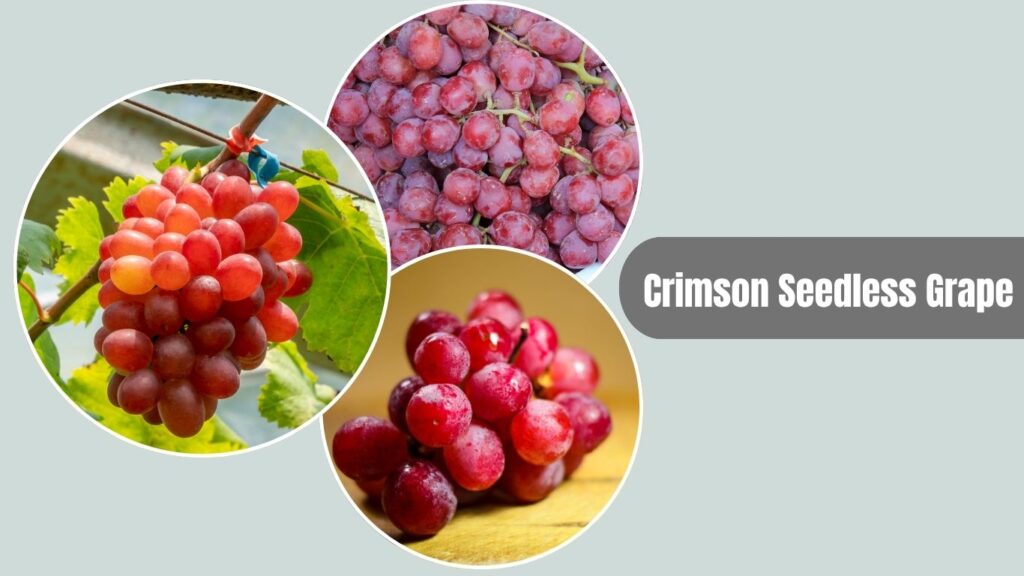 25 Popular Types of Grapes: Names, Identification, and Benefits
