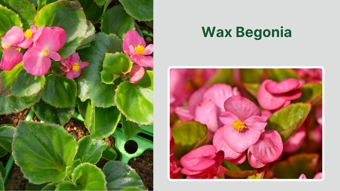 25 Types of Begonia Flowers: Identification with Name and Pictures