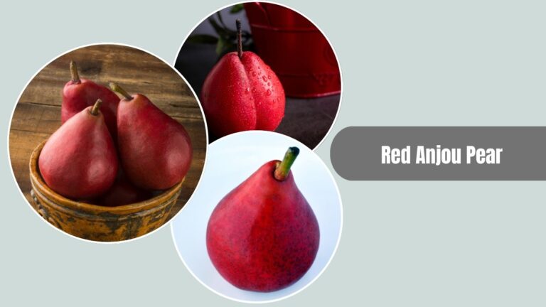 31 Popular Types of Pears: Names, Identification with Pictures