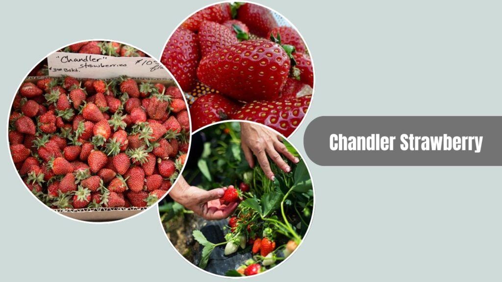 25 Types of Strawberries: Names, Identification, & Growth