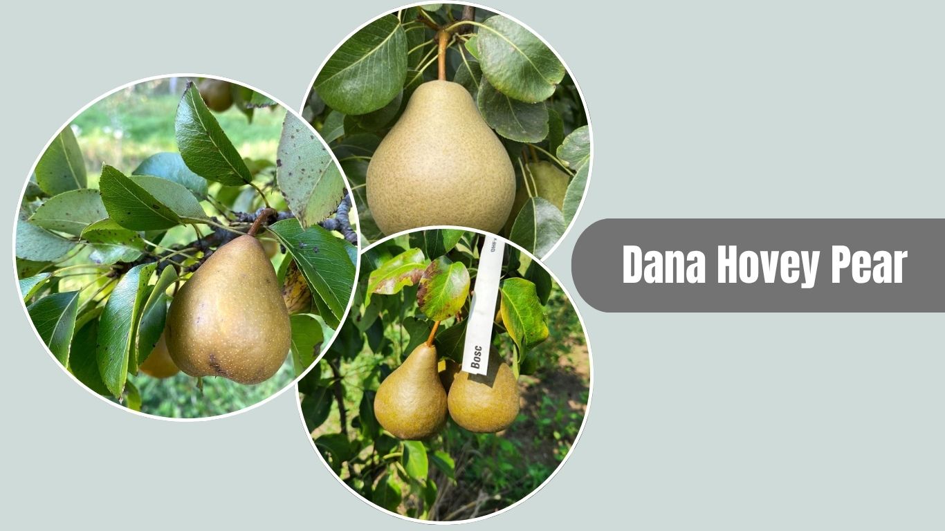 31 Popular Types of Pears: Names, Identification with Pictures
