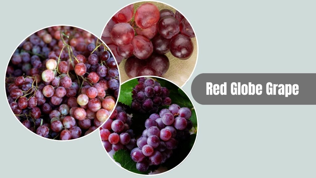 25 Popular Types of Grapes: Names, Identification, and Benefits