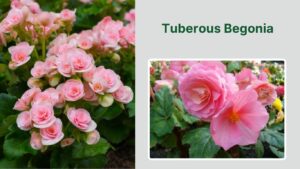 25 Types of Begonia Flowers: Identification with Name and Pictures