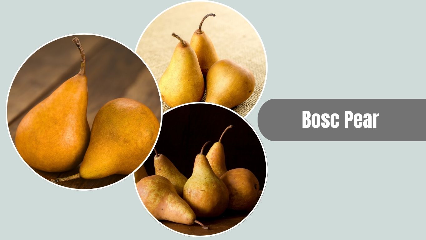 31 Popular Types of Pears: Names, Identification with Pictures