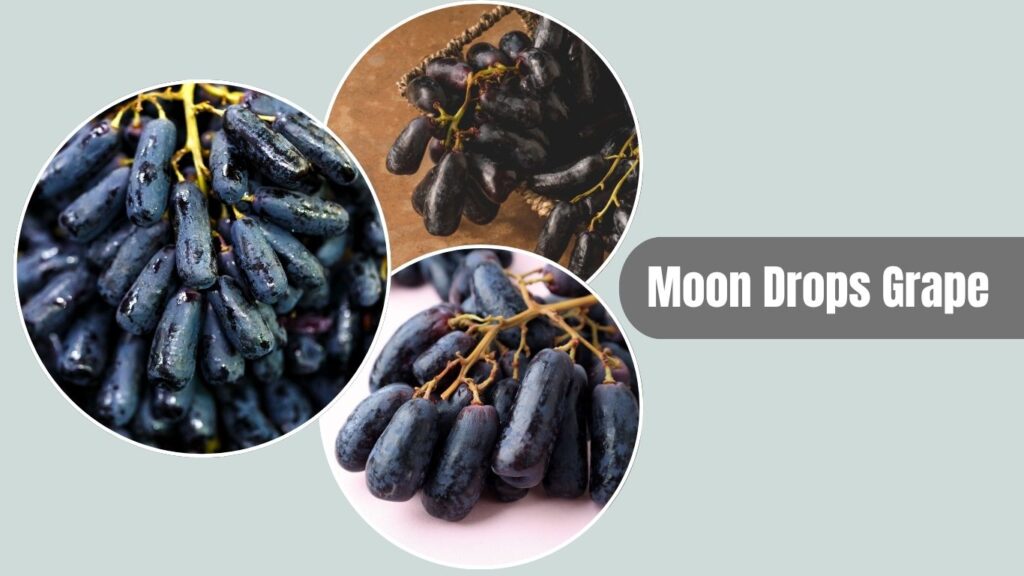 25 Popular Types of Grapes: Names, Identification, and Benefits