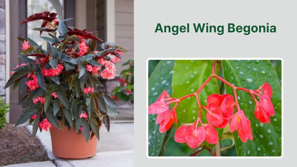 25 Types of Begonia Flowers: Identification with Name and Pictures