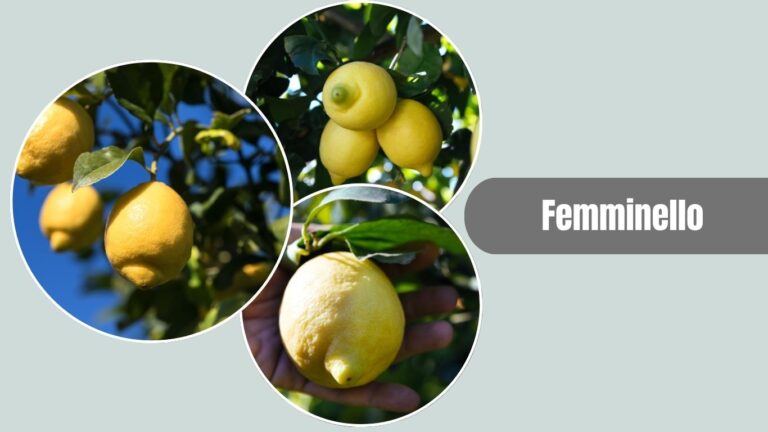25 Types of Lemons: Names, Identification, and Growing