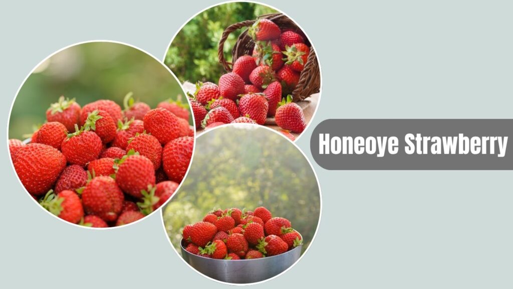 25 Types of Strawberries: Names, Identification, & Growth