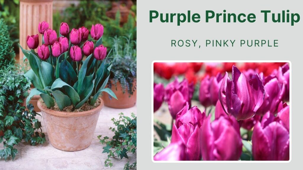 35 Types of Tulip Flowers: Identification With Pictures