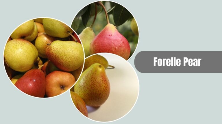 31 Popular Types of Pears: Names, Identification with Pictures