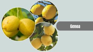 25 Types of Lemons: Names, Identification, and Growing