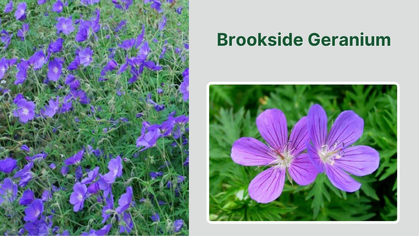 25 Types of Geranium Flowers: Identification with Pictures
