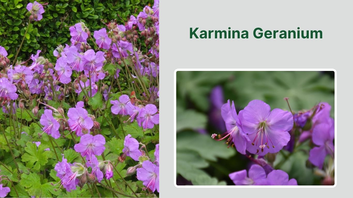 25 Types of Geranium Flowers: Identification with Pictures