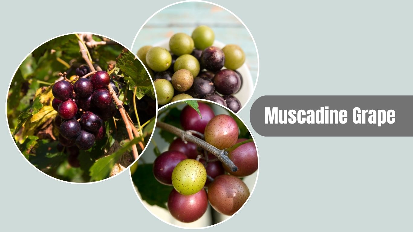 25 Popular Types of Grapes: Names, Identification, and Benefits