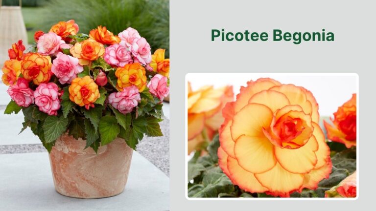 25 Types of Begonia Flowers: Identification with Name and Pictures