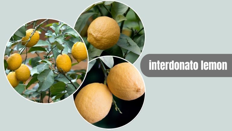 25 Types of Lemons: Names, Identification, and Growing